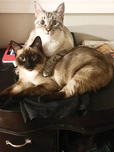 Violet the cat is competing for America’s Favorite Pet | News, Sports ...